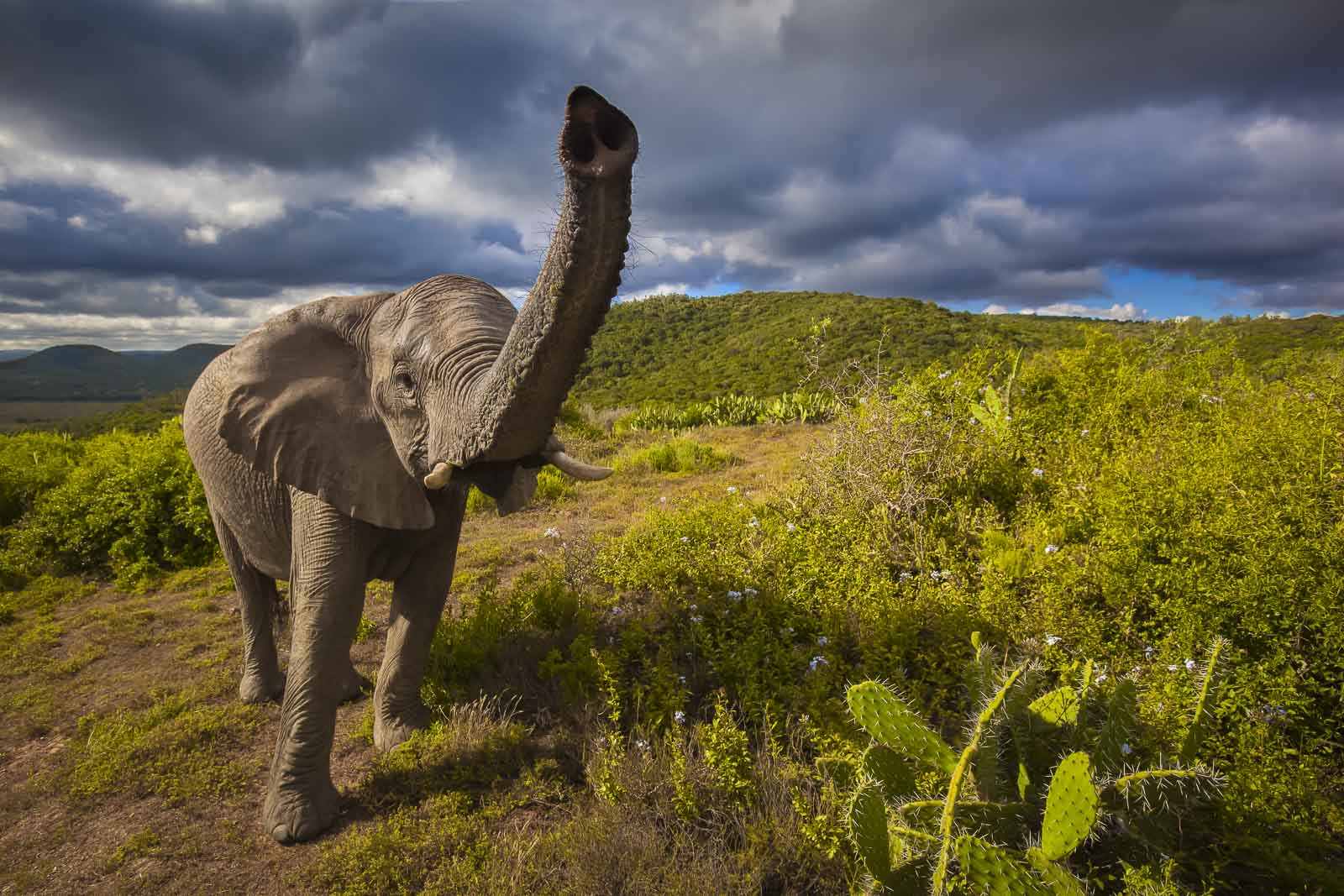 African Animals in Photos – Wildlife Encounters on Safari in Africa ...